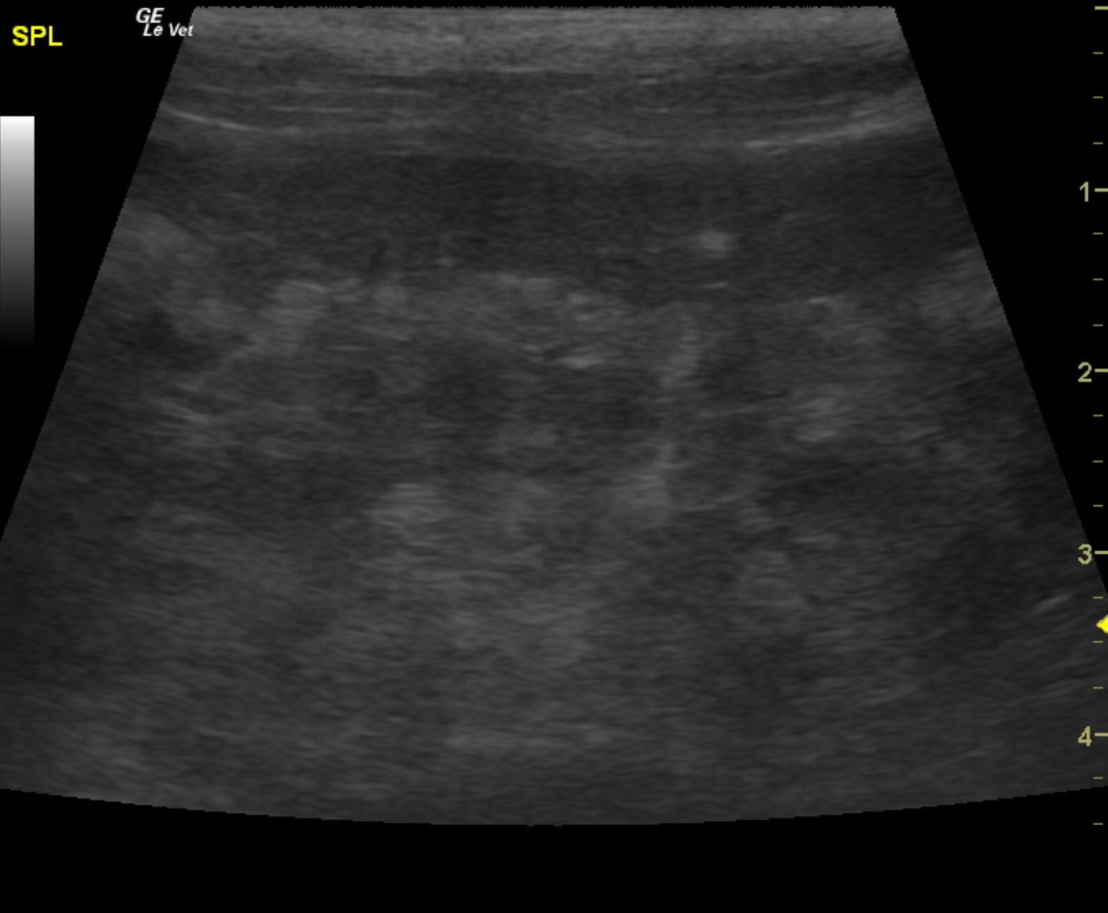 Carcinomatosis in an 11 year old FS DSH cat - Members