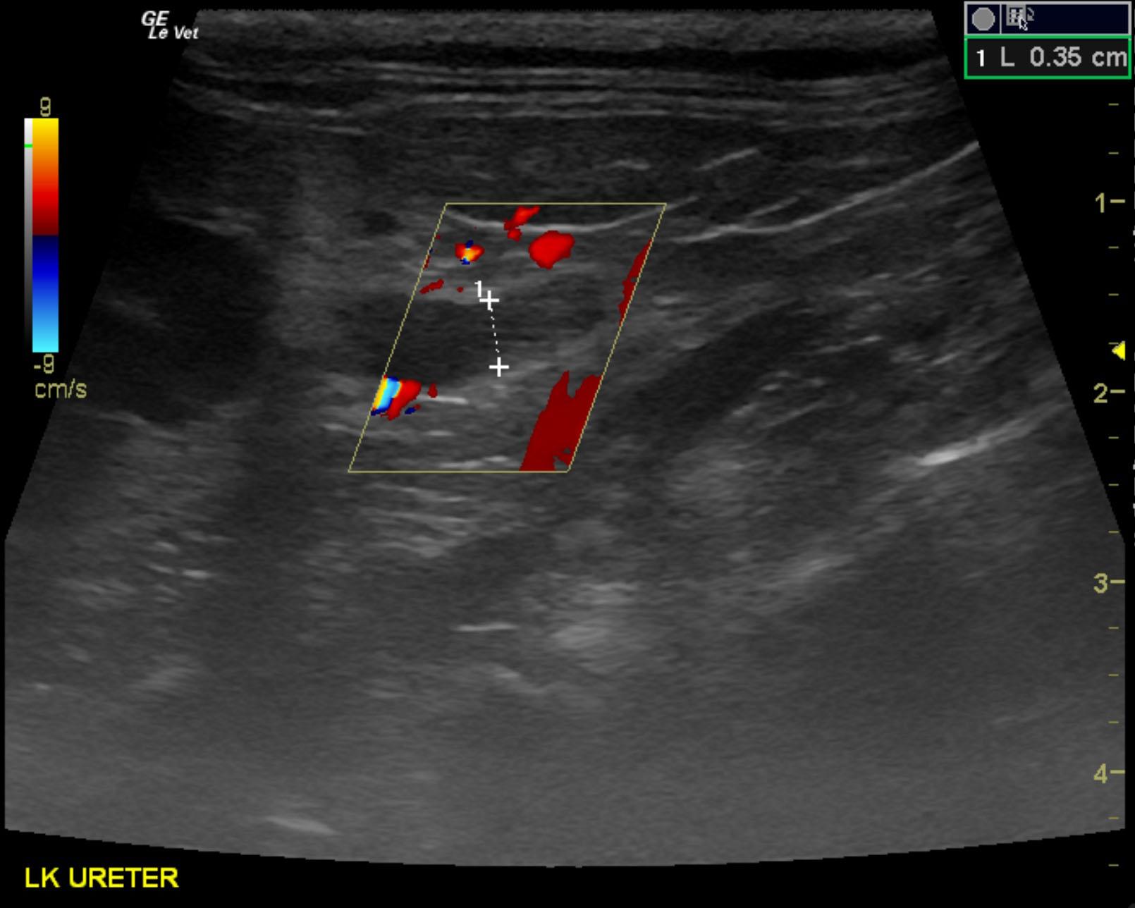 Ureterolith with hydronephrosis in a 12 year old FS Burmese cat - Members
