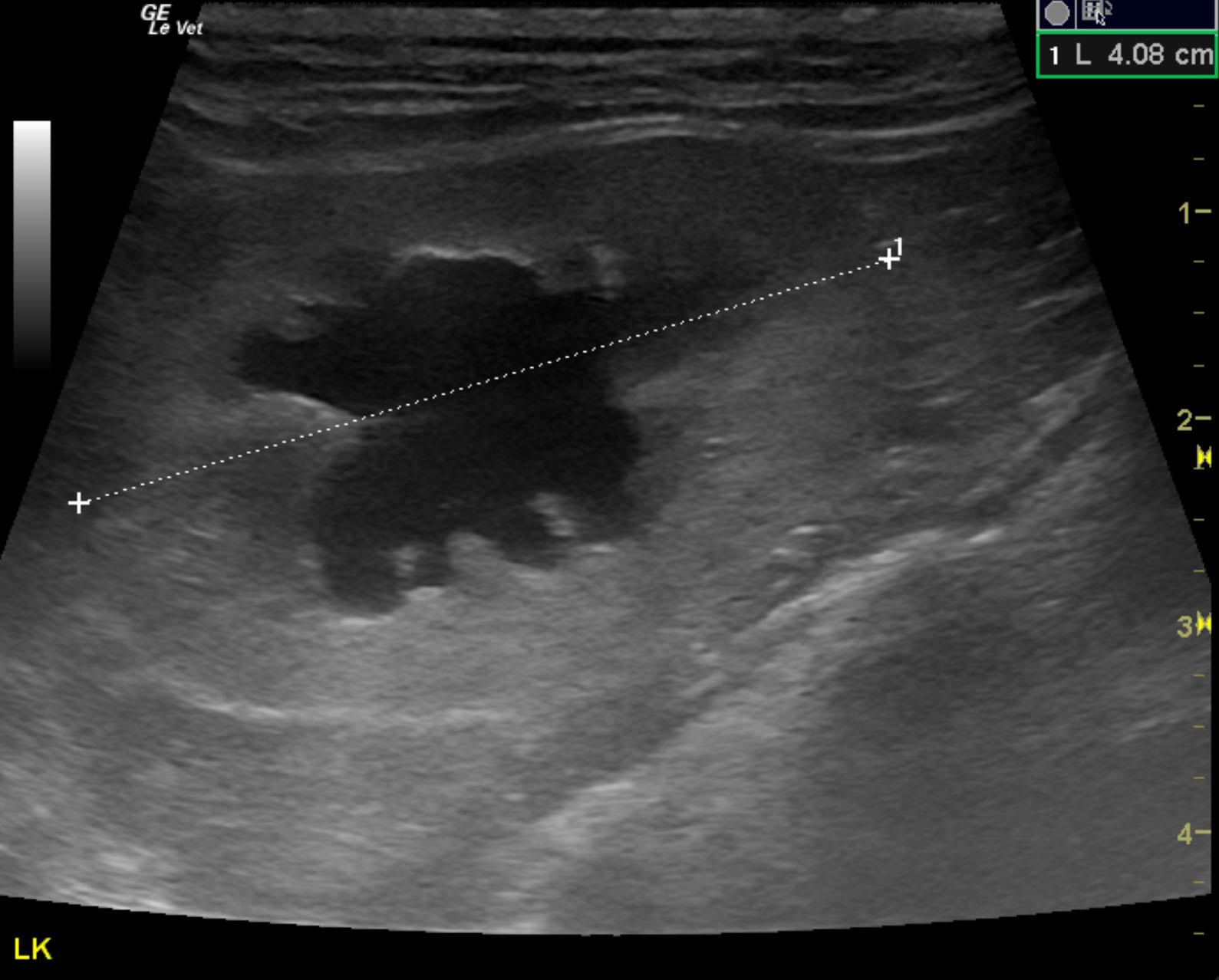 Ureterolith with hydronephrosis in a 12 year old FS Burmese cat - Members