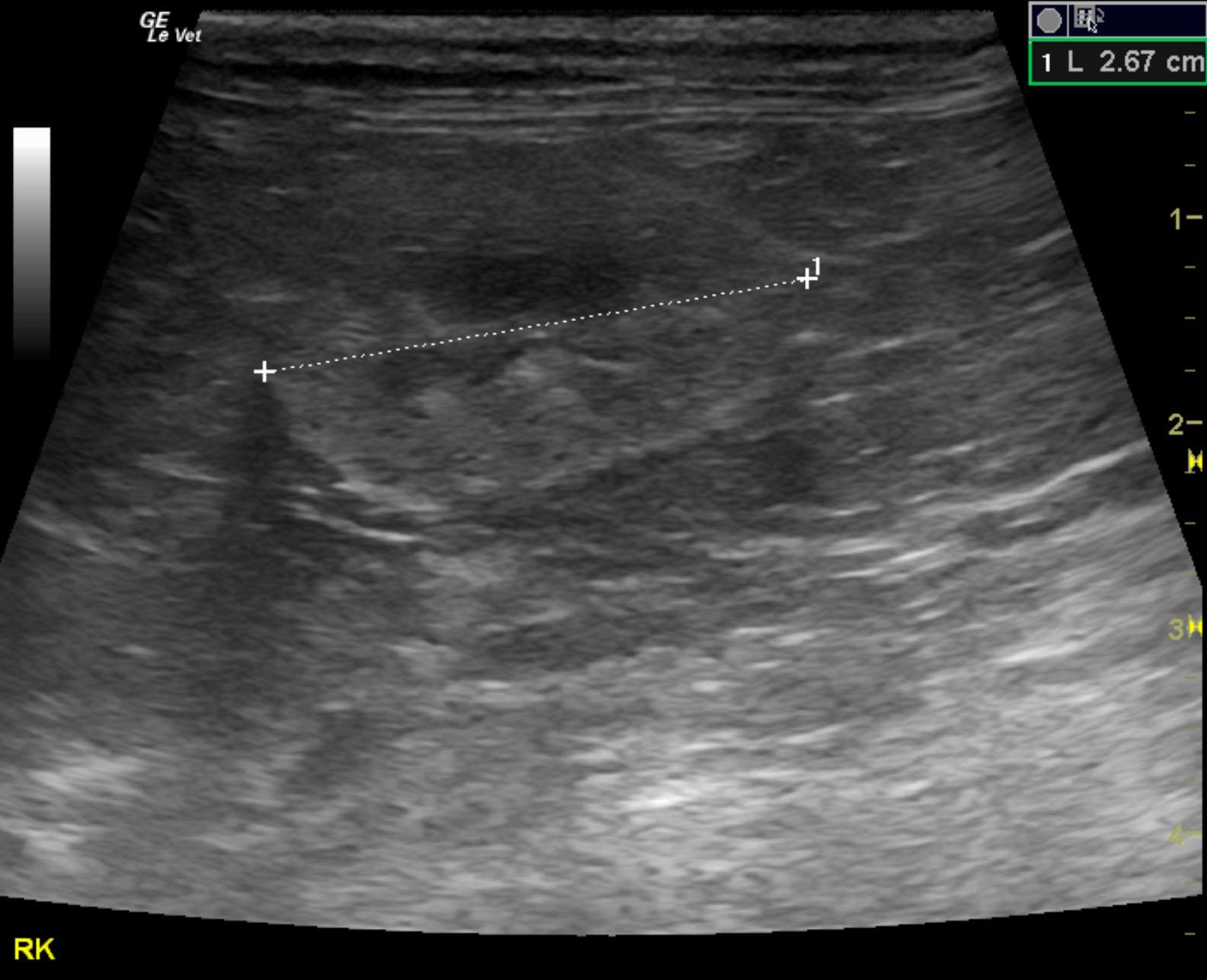 Ureterolith with hydronephrosis in a 12 year old FS Burmese cat - Members