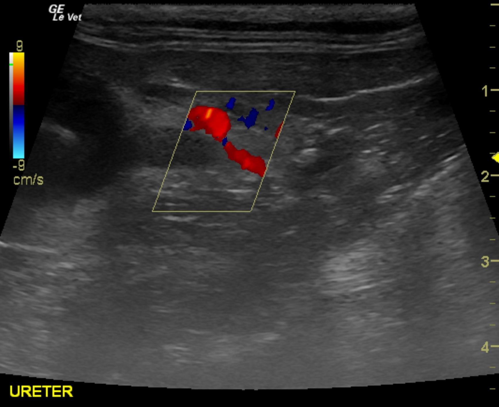 Ureterolith with hydronephrosis in a 12 year old FS Burmese cat - Members