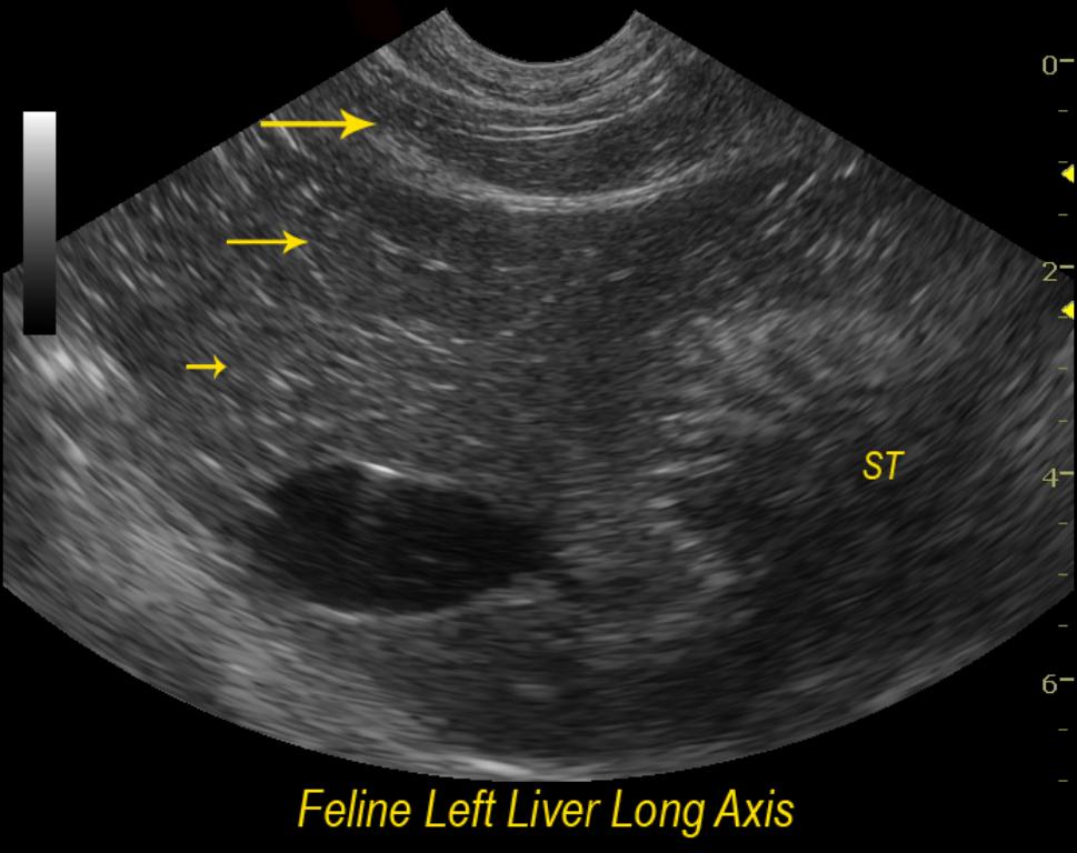 A normal abdominal ultrasound of a feline - Members