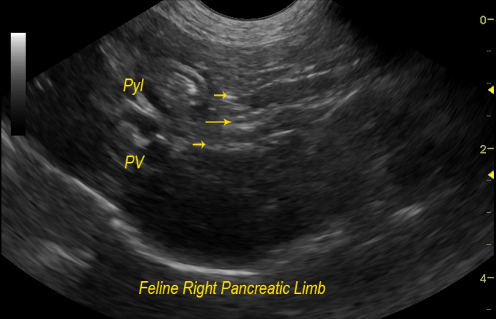A normal abdominal ultrasound of a feline - Members