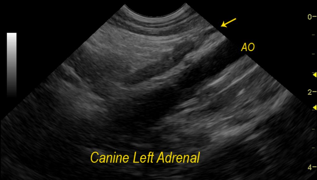 A normal abdominal ultrasound of a canine - Members