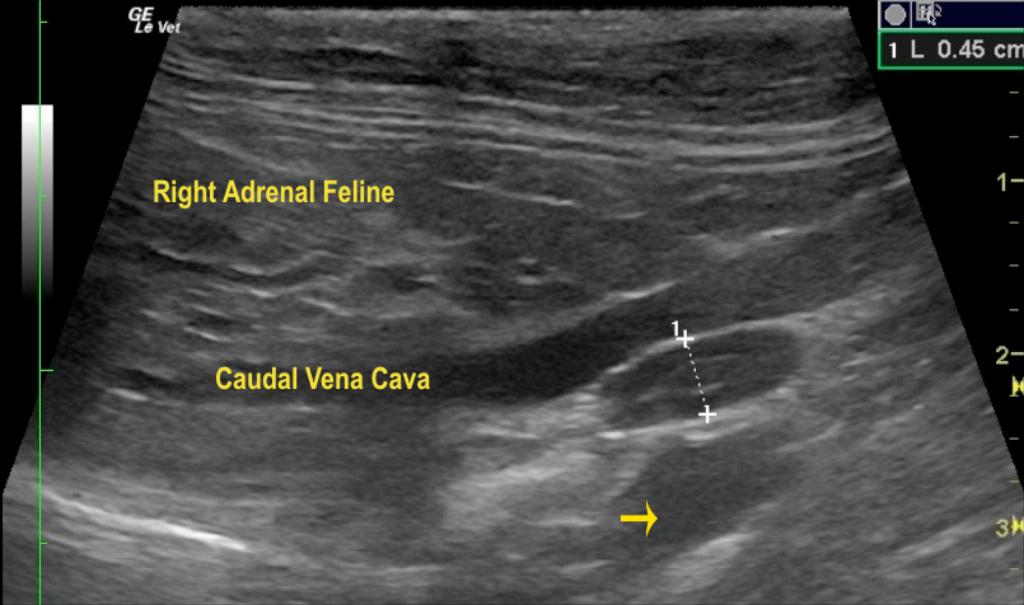 A normal abdominal ultrasound of a feline - Members