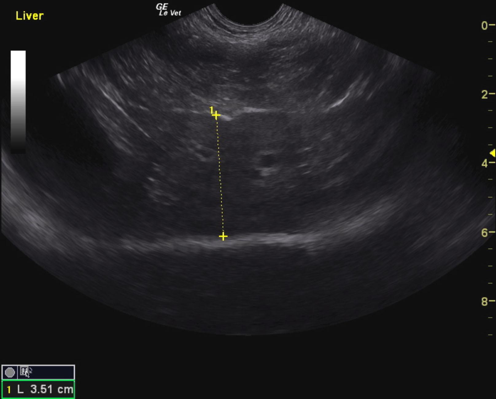 03_00376 Millicent R Microhepatica - Members