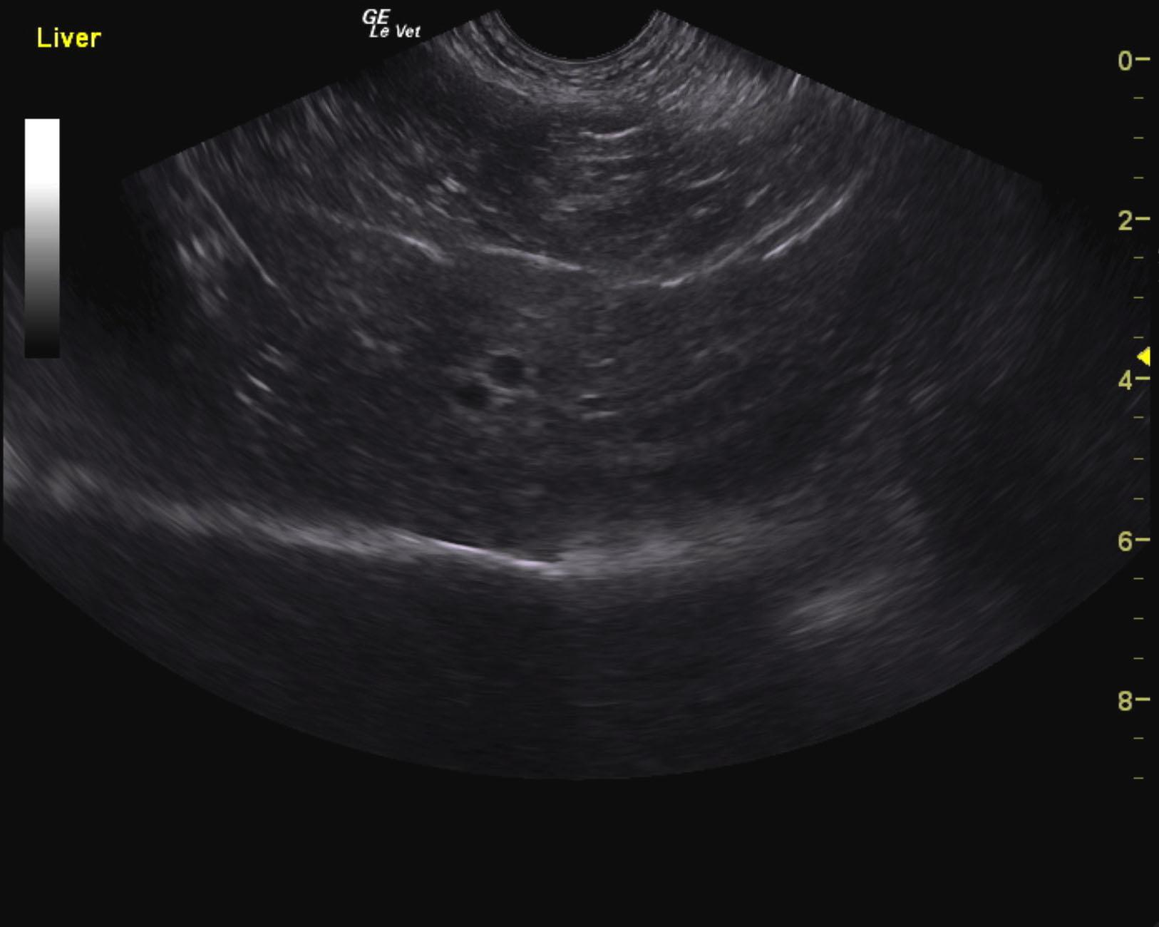 03_00376 Millicent R Microhepatica - Members