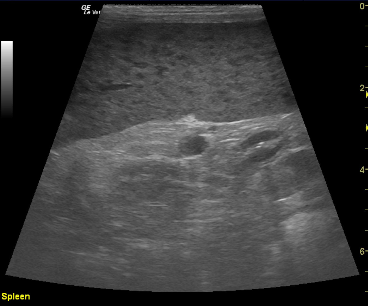 Splenic and hepatic lymphosarcoma in a 12 year old MN Havanese - Members