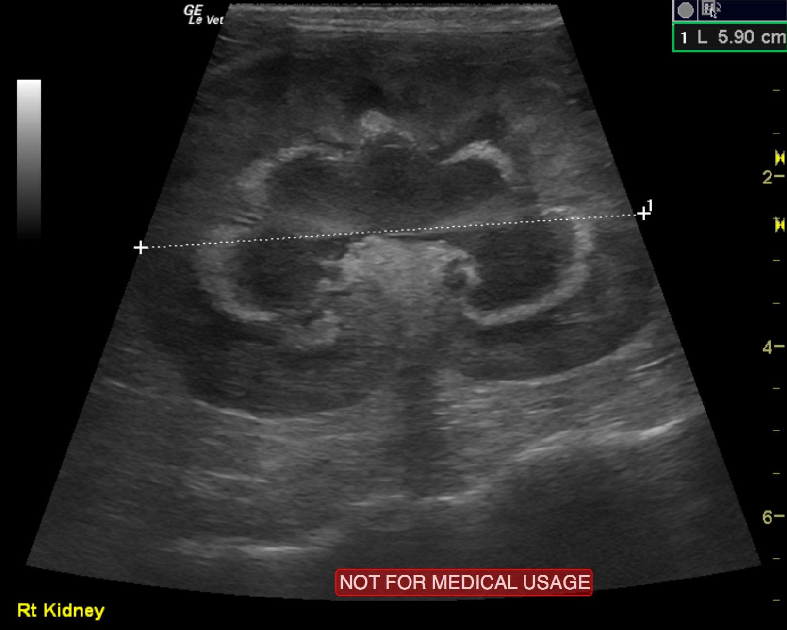 06-00230 Lego W Renal lymphoma vs FIP -NEED SL- Members
