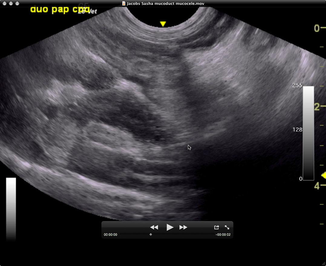 03_00428 Sasha J Mucoduct (is this really a word?) EHBDO - Members