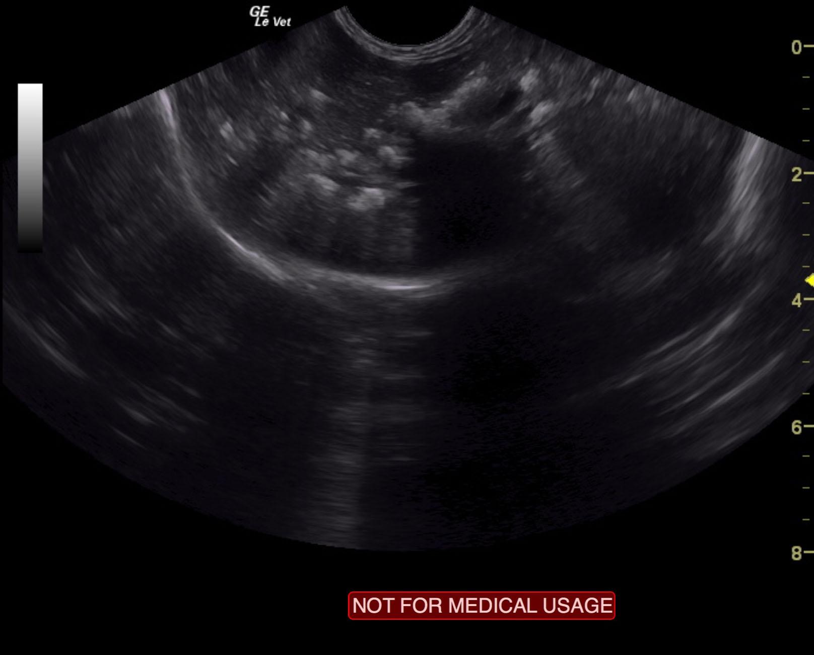 Multfocal biliary mineralization in a 16 year old MN DLH cat - Members