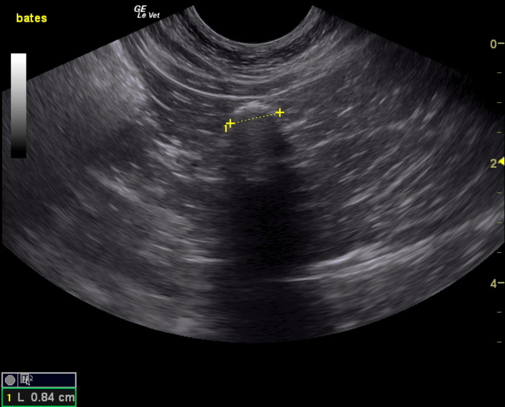 Bates body first seen radiographically in a 5 year old cat. - Members