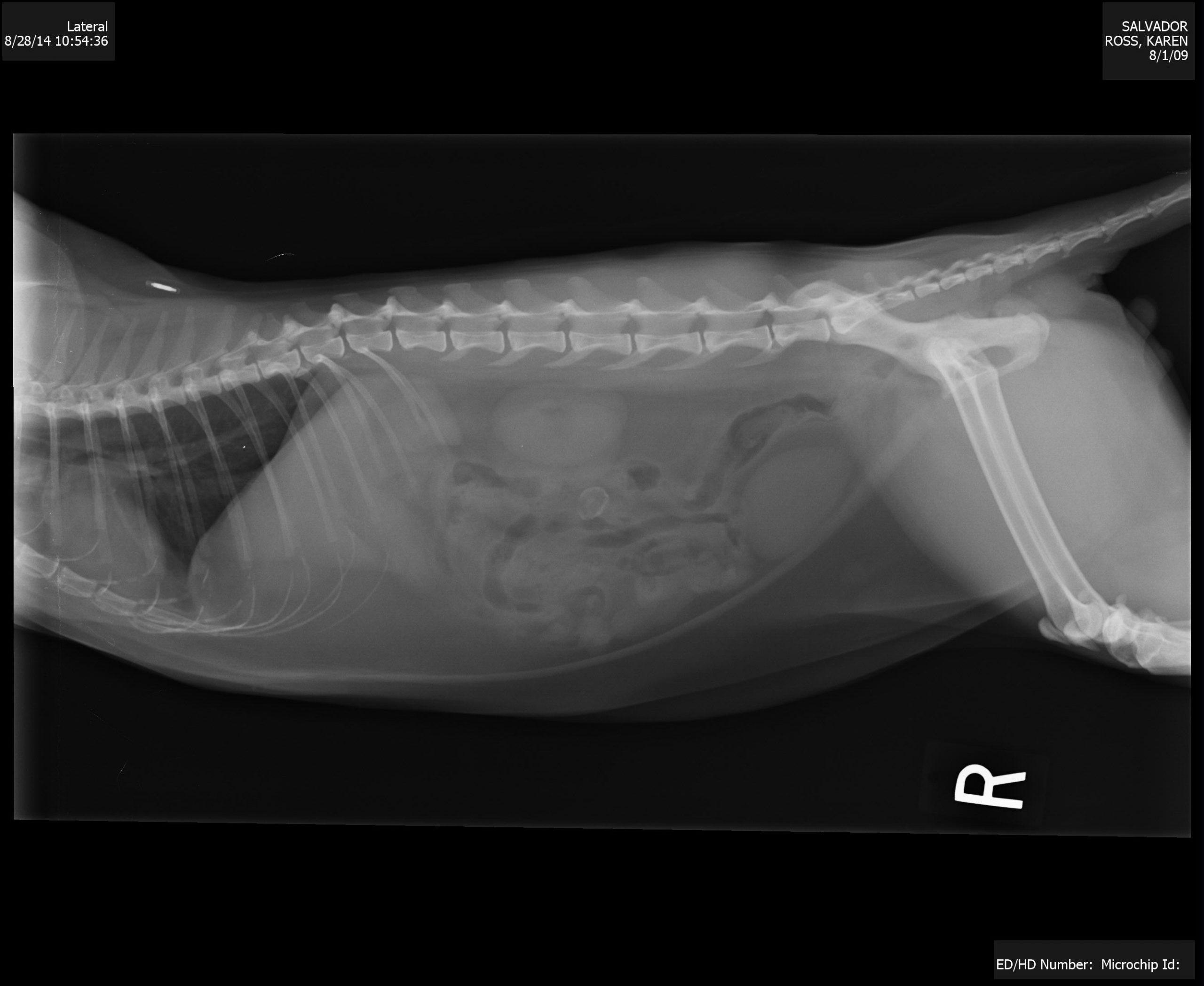 Bates body first seen radiographically in a 5 year old cat. - Members