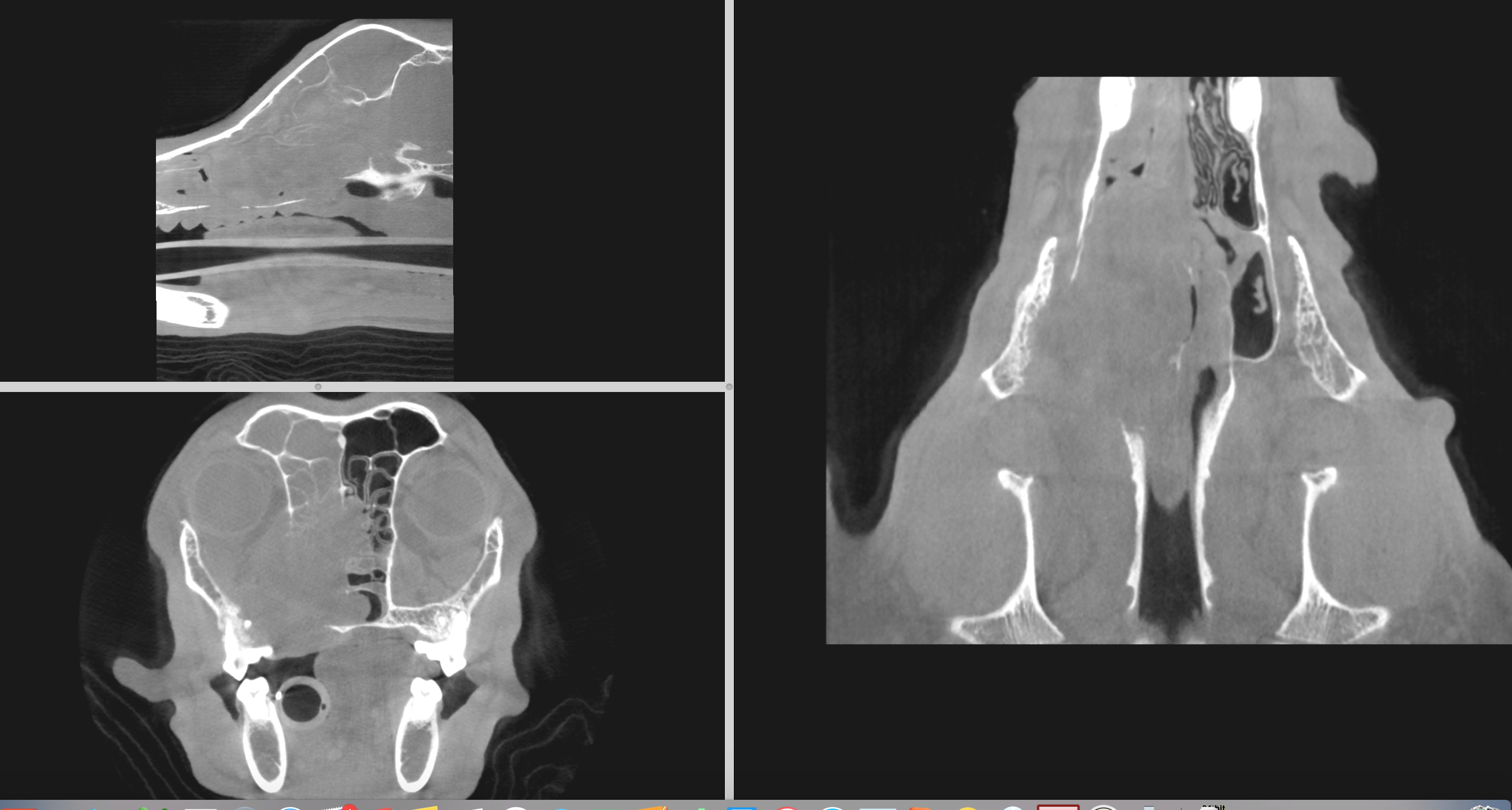 CT Malignant Nasal Soft Tissue Neoplasia in a 13 year old MN Labrador ...