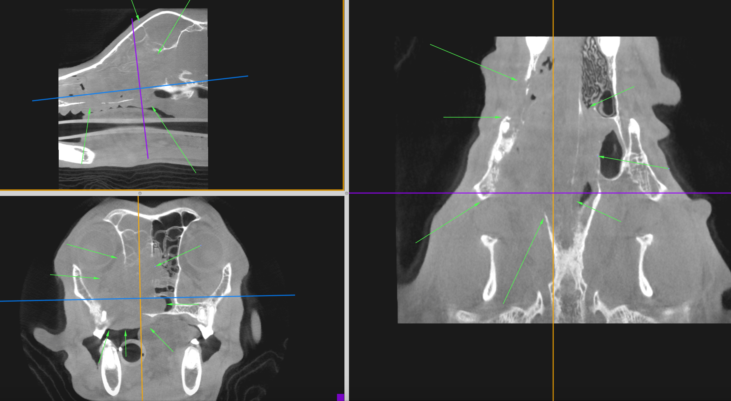 CT Malignant Nasal Soft Tissue Neoplasia in a 13 year old MN Labrador ...