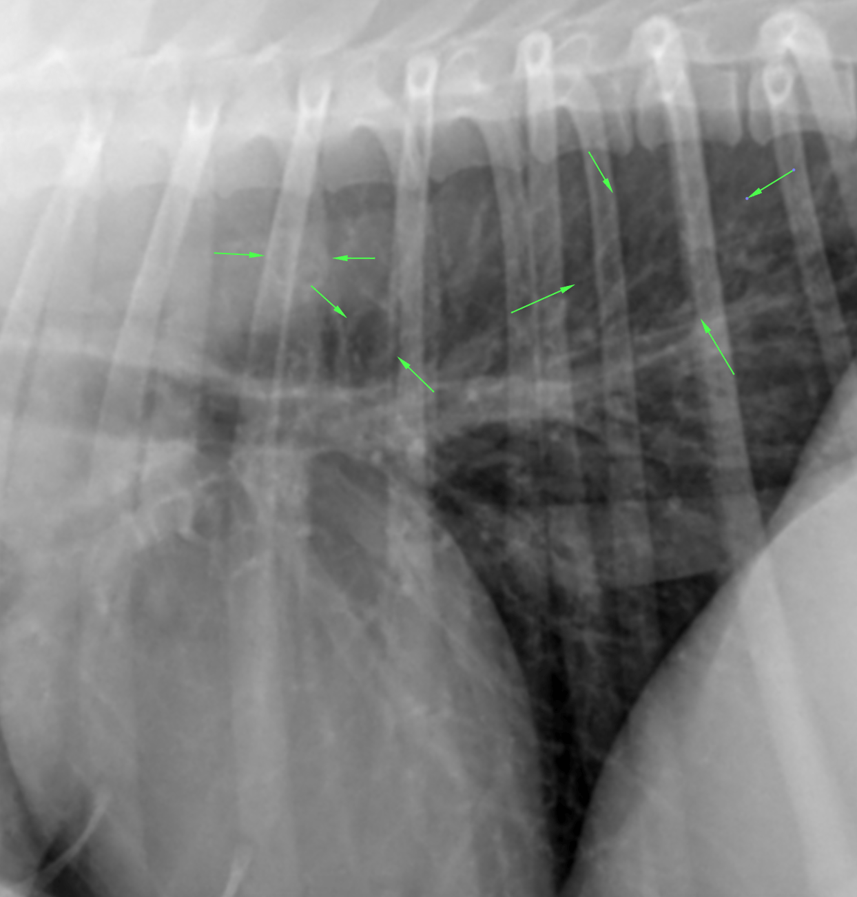 RADS - Bronchitis with Chronic Inflammatory Airway Disease in a 2 year ...