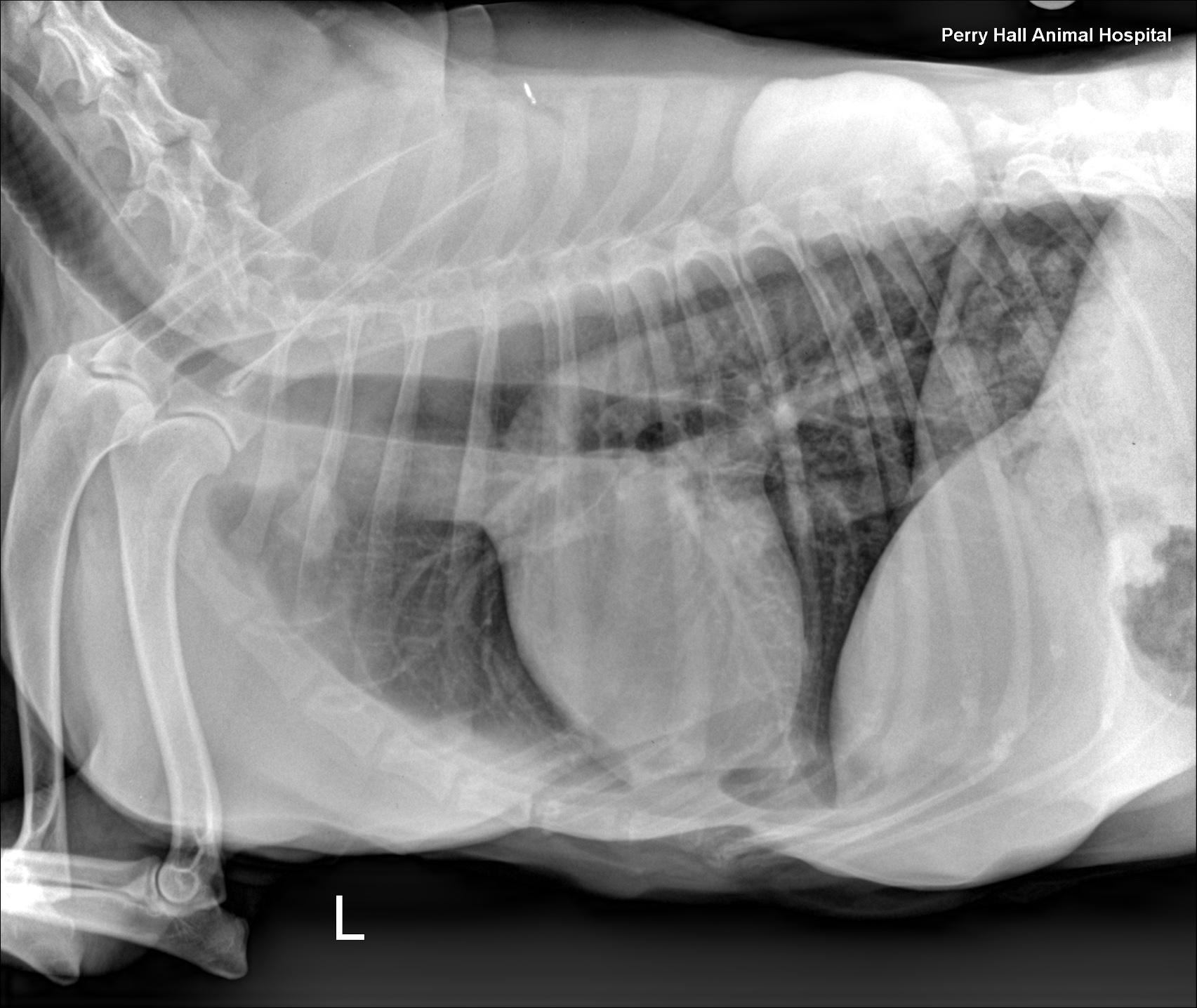 RADS: Neoplastic Interstitial Lung Nodule in a 12 year old FS Golden ...