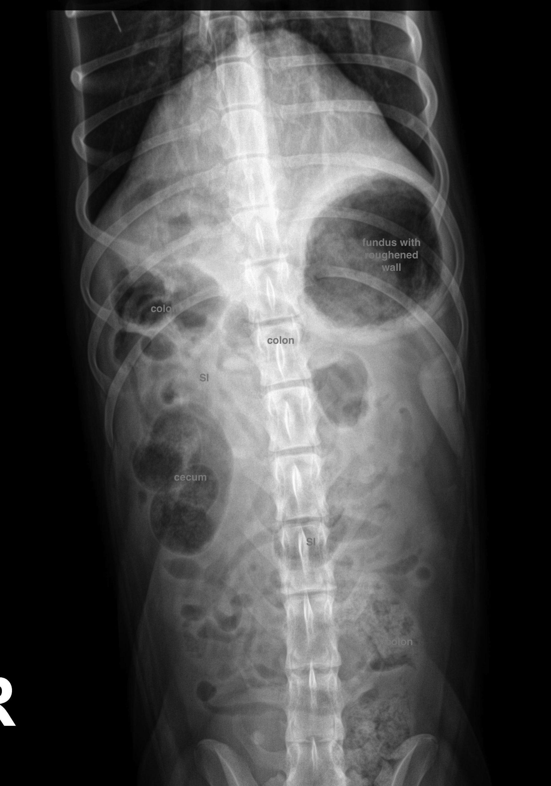 RADS - Gastroenteritis with Possible Subileus in a 6 year old F Golden ...