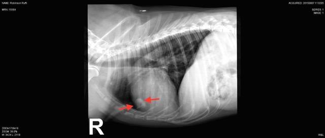 RADS - Soft Tissue Nodule of the Left Cranial Lung Lobe in a 14 year ...