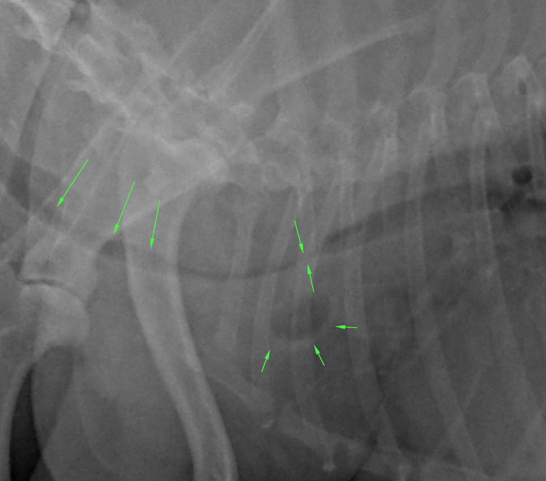 RADS - Severe Tracheal Collapse in a 10 year old dog - Members