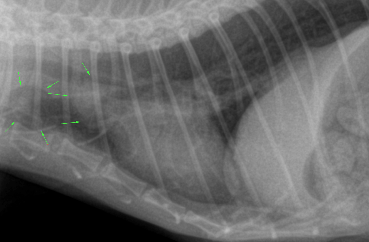 RADS - Age Related Bronchointerstitial Pattern in a 16 year old FS ...
