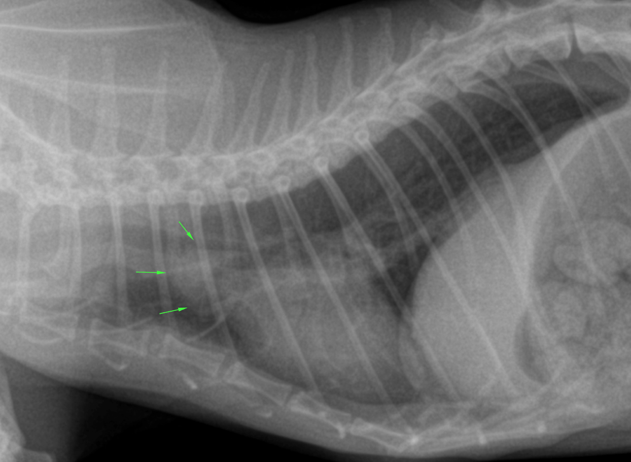 RADS - Age Related Bronchointerstitial Pattern in a 16 year old FS ...