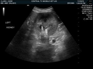 Unilateral pyelonephritis? - Members