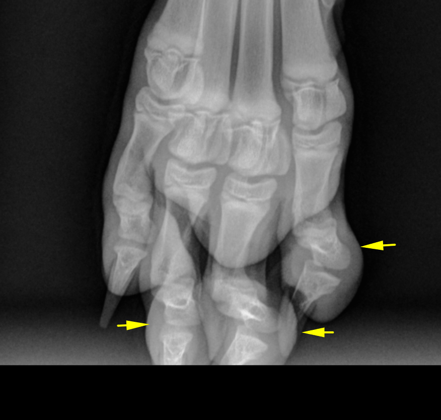 RAD - Eosinophilic Panosteitis in a 12 week old German Shepherd dog ...