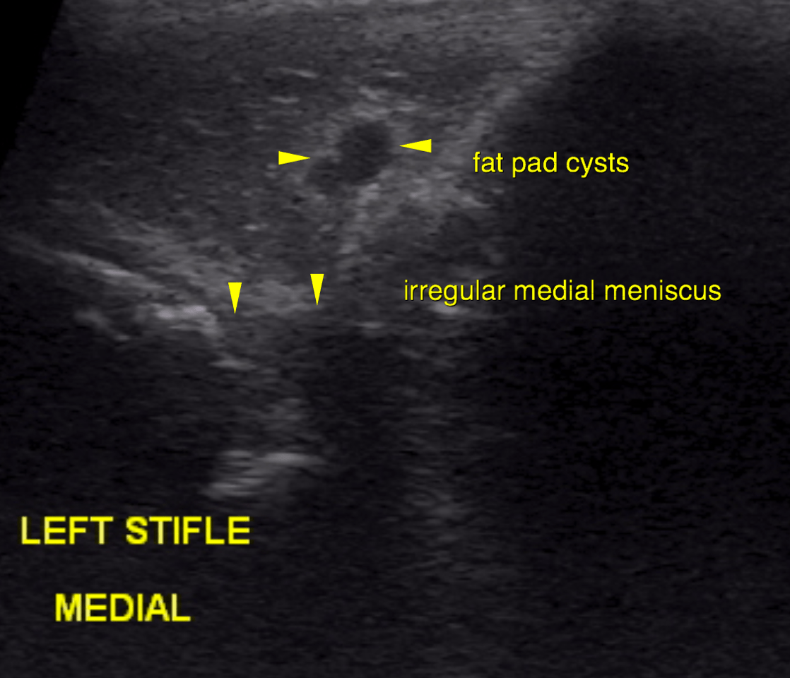 ORTHO - Left and Right Stifle Cranial Cruciate Ligament (CCL) rupture ...