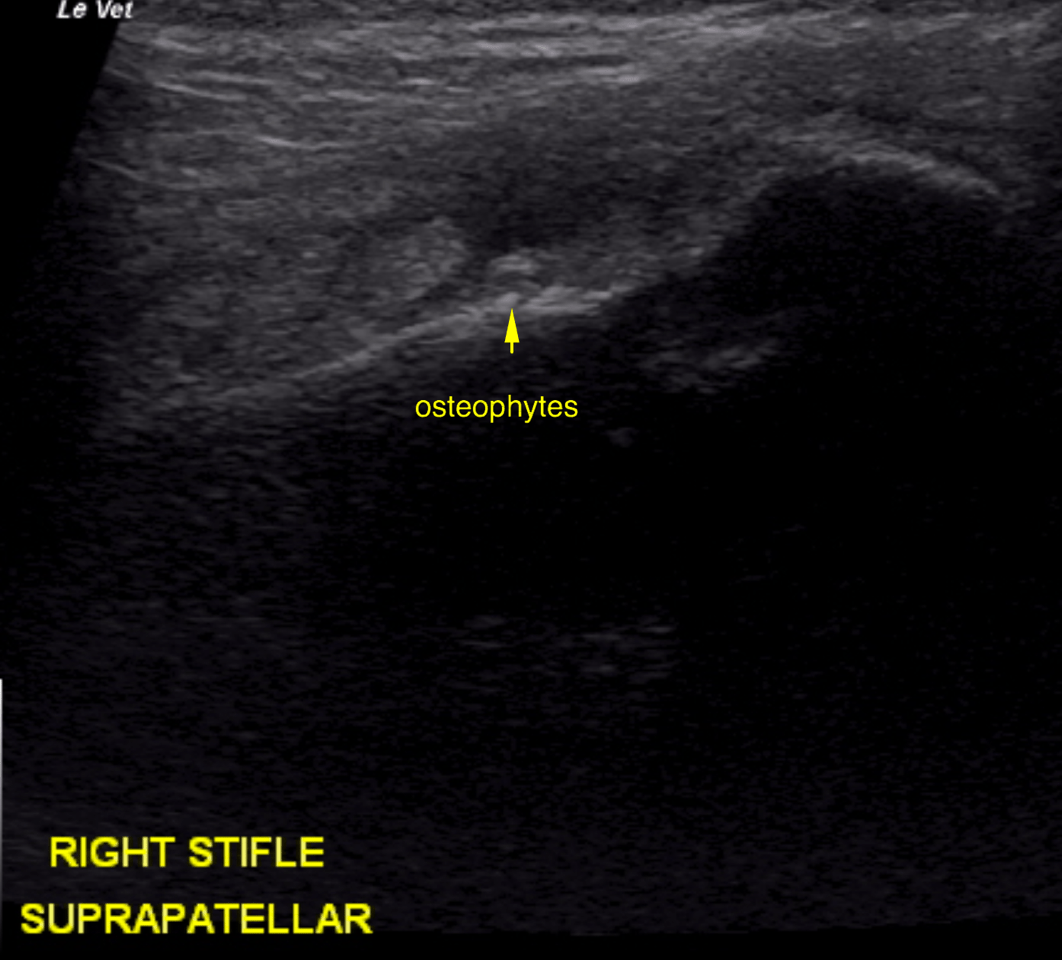 ORTHO - Left and Right Stifle Cranial Cruciate Ligament (CCL) rupture ...