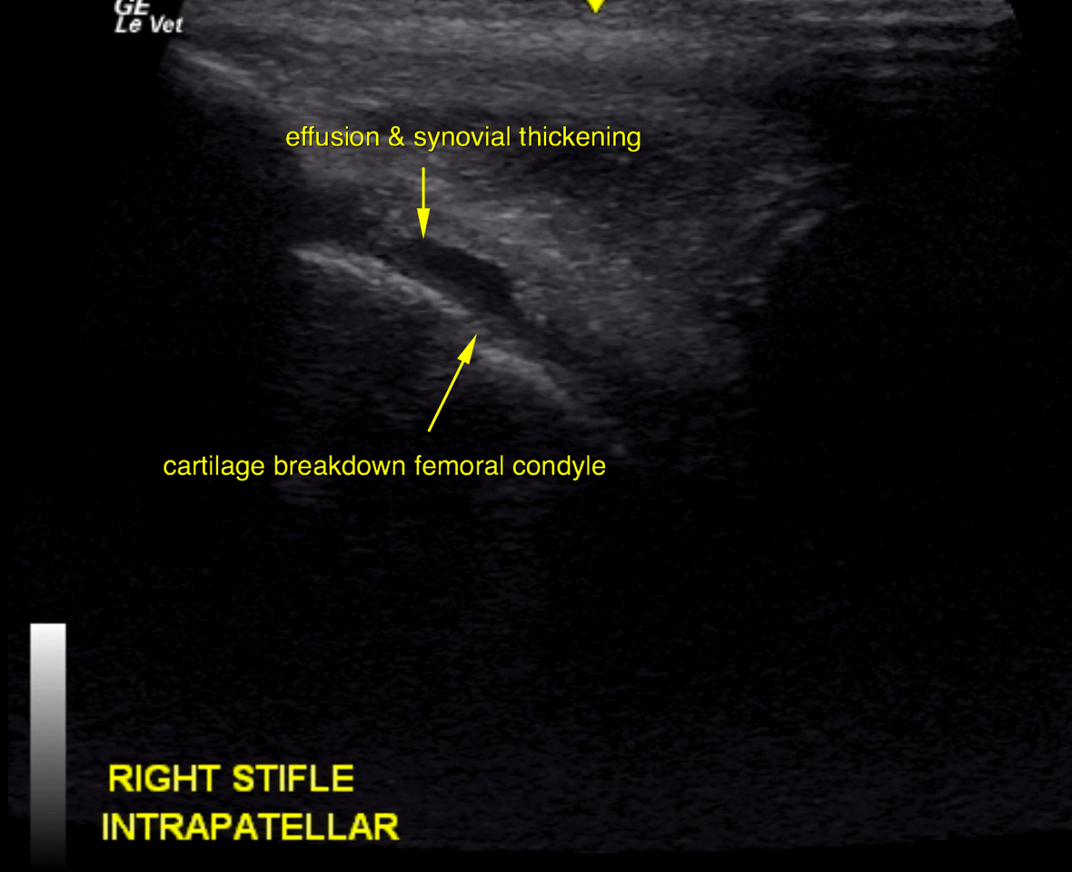ORTHO - Left and Right Stifle Cranial Cruciate Ligament (CCL) rupture ...