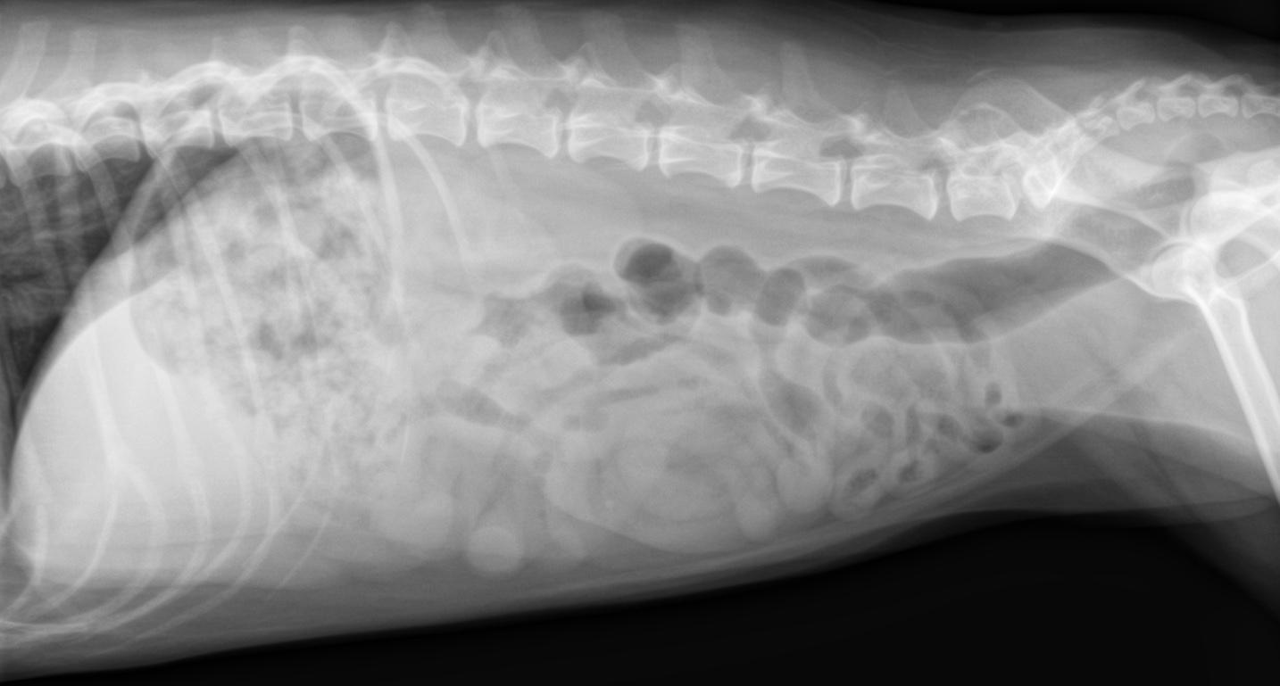 RAD - Enteritis/colitis of unknown etiology in a 12 year old FS Shih ...