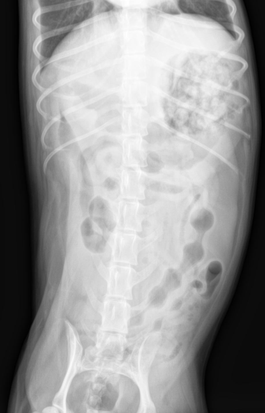 RAD - Enteritis/colitis of unknown etiology in a 12 year old FS Shih ...