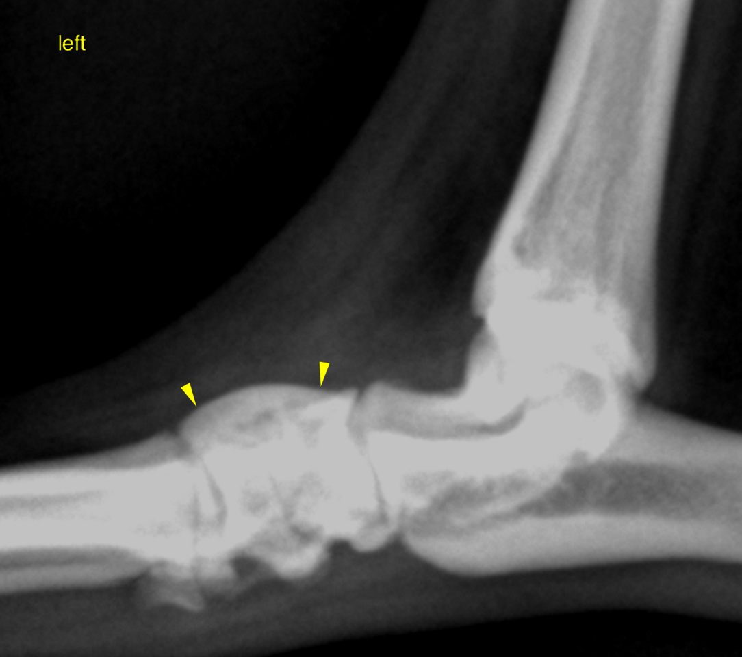 RAD - Hip dysplasia, osteoarthritis and disuse atrophy in a 4 year old ...