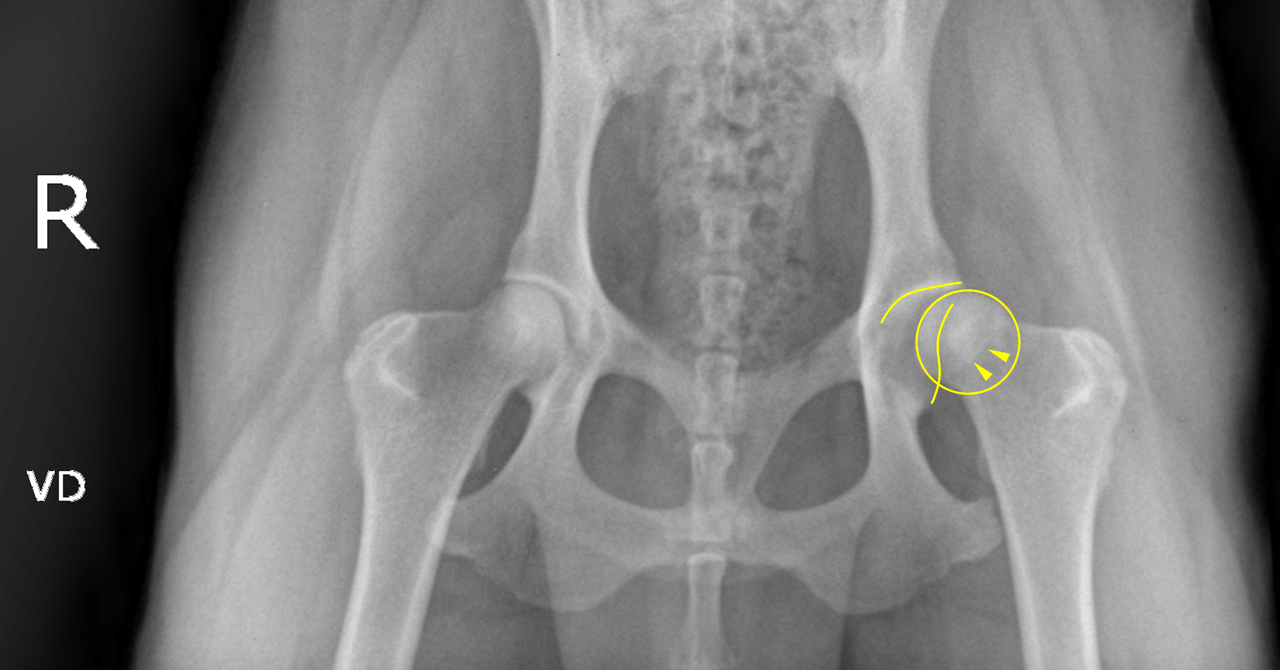 RAD - Hip dysplasia, osteoarthritis and disuse atrophy in a 4 year old ...