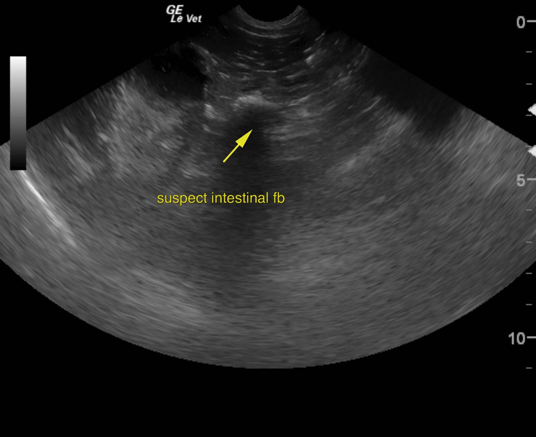 Linear foreign body gastric/intestinal obstruction in a 2 year old FS ...