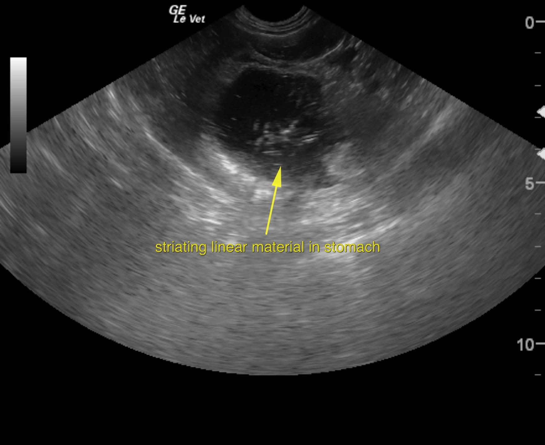 Linear foreign body gastric/intestinal obstruction in a 2 year old FS ...