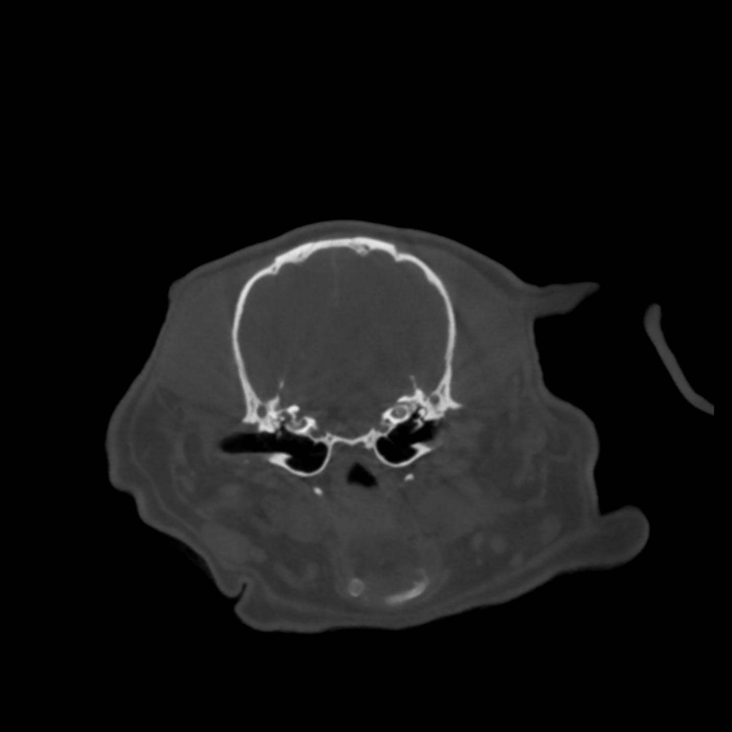CT - normal brain and ventricular system in a 7 year old FS Shih Tzu ...