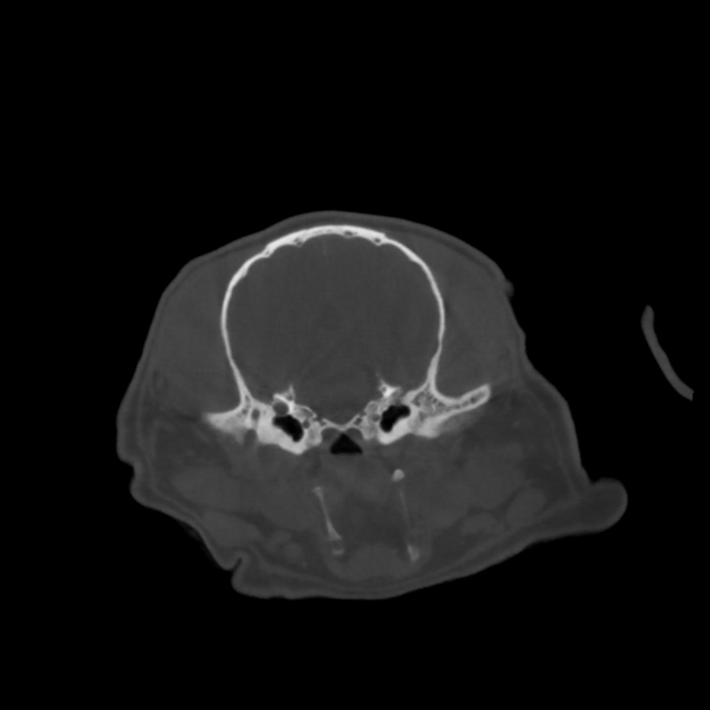 CT - normal brain and ventricular system in a 7 year old FS Shih Tzu ...