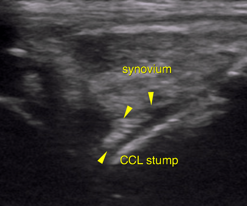 ORTHO -Chronic degenerative joint disease (DJD) with cranial cruciate ...