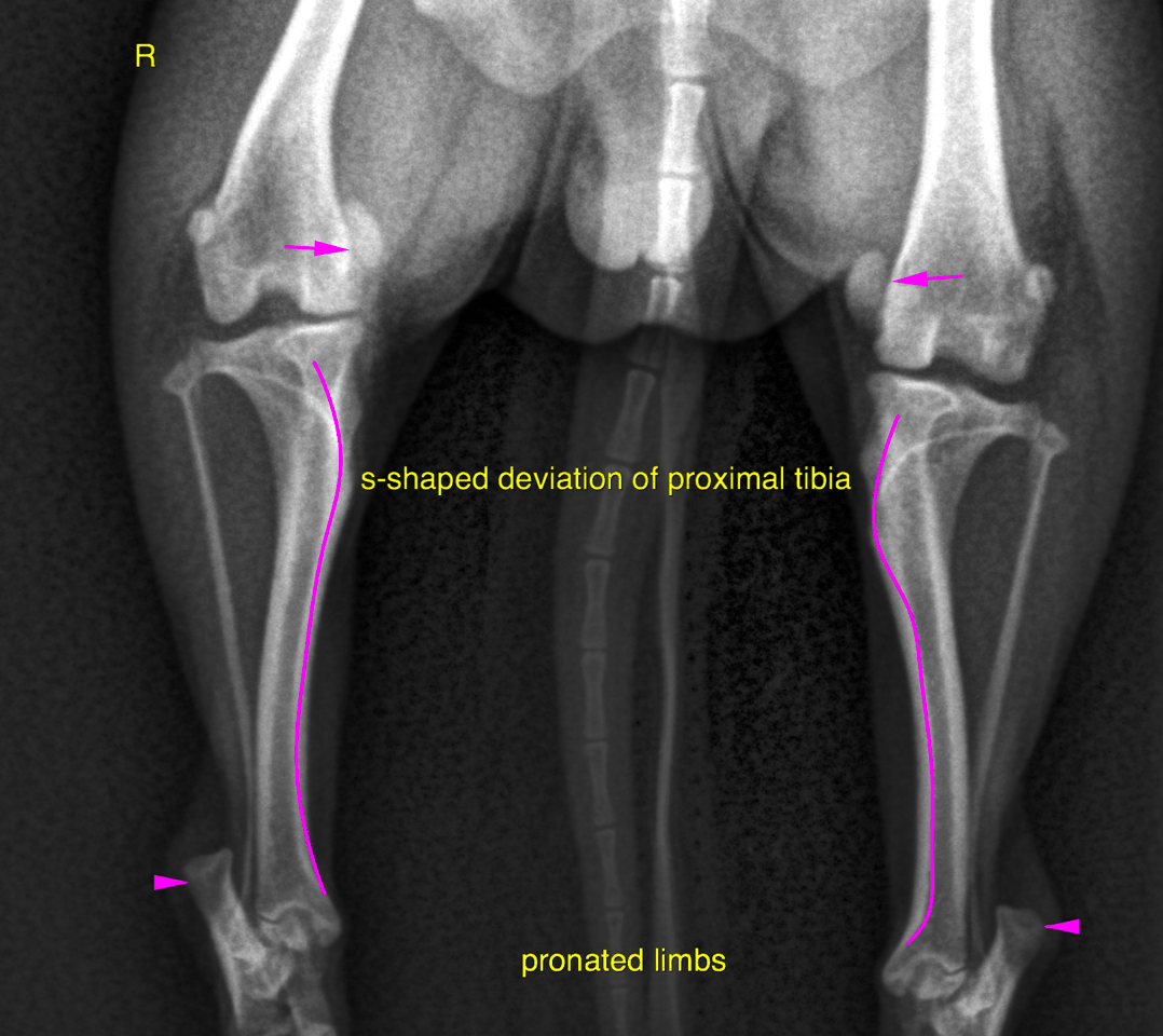 RAD - Bilateral medial patellar luxation in a 7 year old F Chihuahua ...