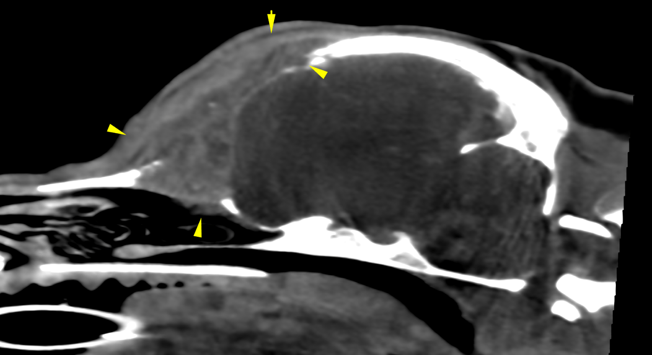 CT - Malignant sinus neoplasia with extensive bone destruction in a 8 ...
