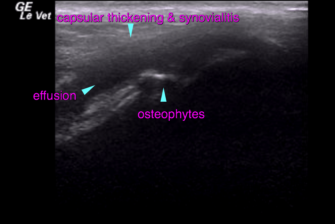 ORTHO - Partial rupture and elongation of the cranial cruciate ligament ...