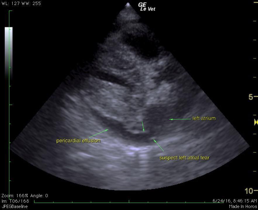 Suspected Left Atrial Rupture In A 14-Year-Old MN Maltese: Our Case of ...