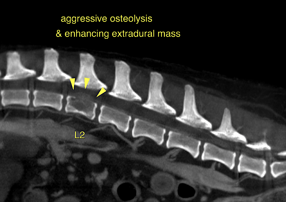 Monostotic Aggressive Osteolytic Lesion in an 11-Year-Old MN Yorkshire ...