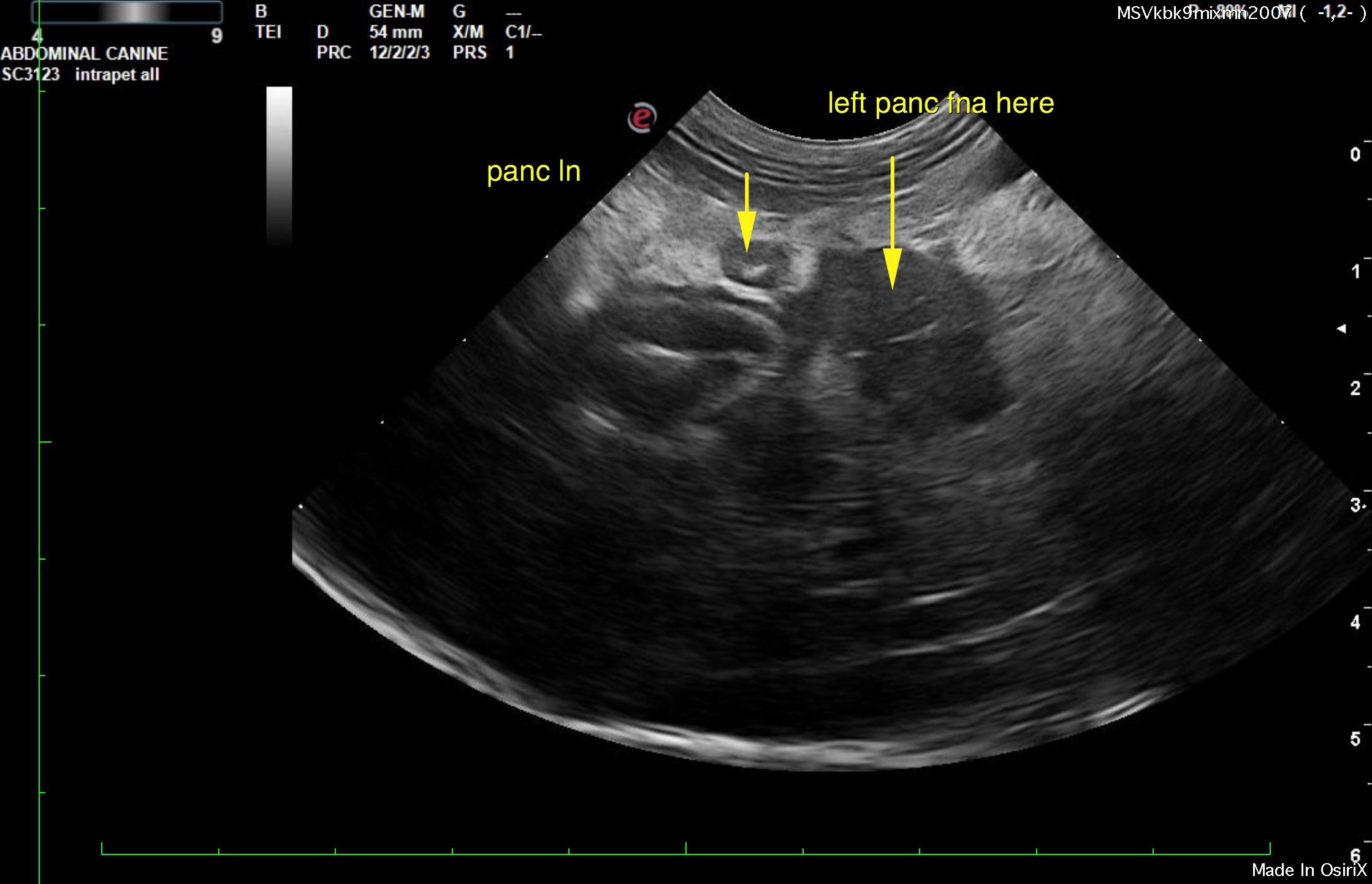Pancreatic necrosis in a 10 yrs old MN mixed breed dog