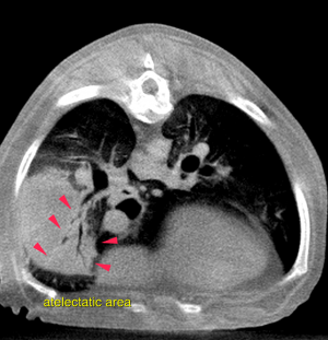 CT - Caudal lung lobe mass, splenic mass and renal cysts in a 15 year ...