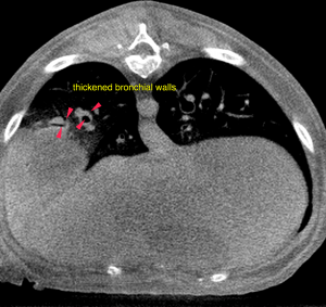 CT - Caudal lung lobe mass, splenic mass and renal cysts in a 15 year ...