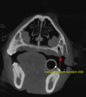 CT - Normal nasal cavities in a 6 year old MN German Shepherd with ...