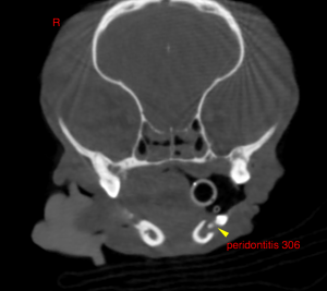 CT - Periodontal disease and oronasal fistula with periodontitis in a ...